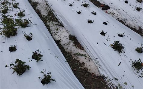Fuerte granizada afectó cultivos en Vicos y Copa Grande Prensa Regional