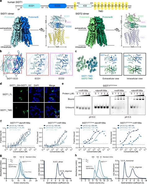Low Ph Dependent Rna Binding And Oligomerization Of Sid 1 Transmembrane