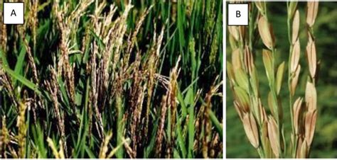 A The Panicle Branches Remain Green In Early Infestation B Severe