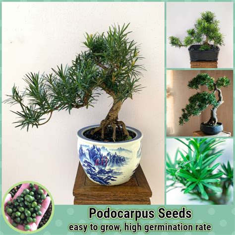 ไทยแลนด์สปอต 20เมล็ด ห่อ บอนสี เมล็ดพันธุ์ สนใบพาย Podocarpus Plants