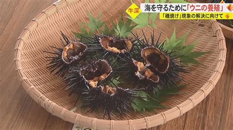 「磯焼け」で海藻が 天草名産のウニを養殖へ 実入りや食味よく環境保全にも【熊本発】｜fnnプライムオンライン