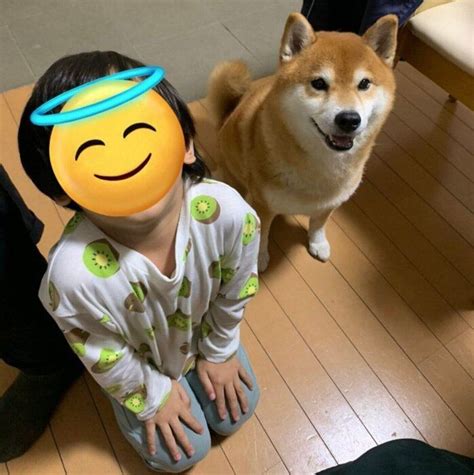 ぼくもおすわりできるよと対抗心 犬と弟くんの仲睦まじいワンシーンにほっこりいぬのきもちWEB MAGAZINE