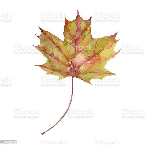 수채화 가을 녹색과 빨간색 단풍 나무 잎 고립 된 손으로 그린 그림 10월에 대한 스톡 벡터 아트 및 기타 이미지 10월 11월 9월 Istock