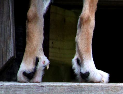 Norwegian Lundehunds Breed Traits And Standards