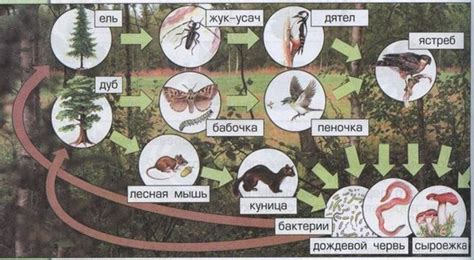 Как составить схему цепи питания, характерной для тайги?