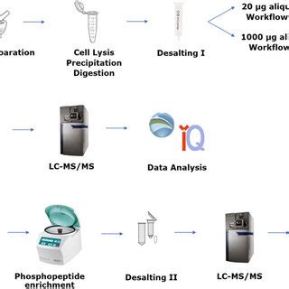 Global Proteomics And Phosphoproteomics Workflow Overview First Download Scientific Diagram