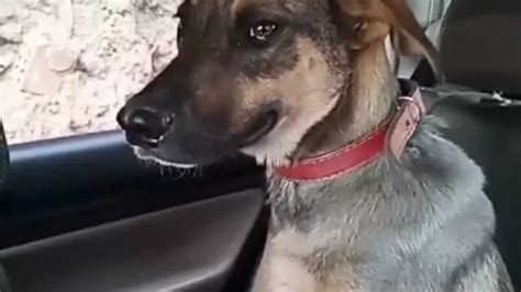 Cachorro amarrado em corda é arrastado por moto em Paty do Alferes