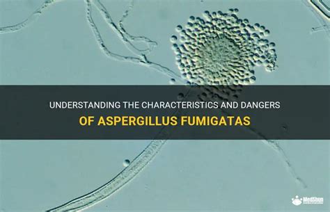Understanding The Characteristics And Dangers Of Aspergillus Fumigatas Medshun