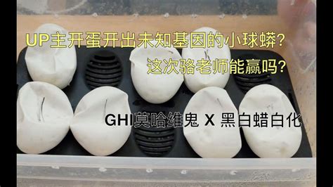 【球蟒开蛋】再次出现银色球蟒！甚至开出了未知基因球蟒？ Youtube