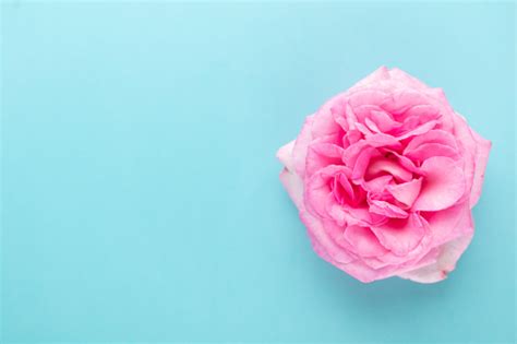 장미와 함께 흐릿한 배경 텍스트의 공간을 복사합니다 모의 템플릿 벽지 웨딩 카드에 사용할 수 있습니다 개념에 대한 스톡 사진 및