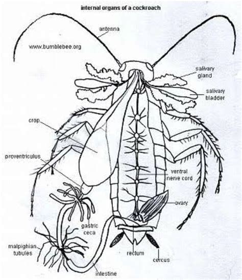 Cockroach Excretory System