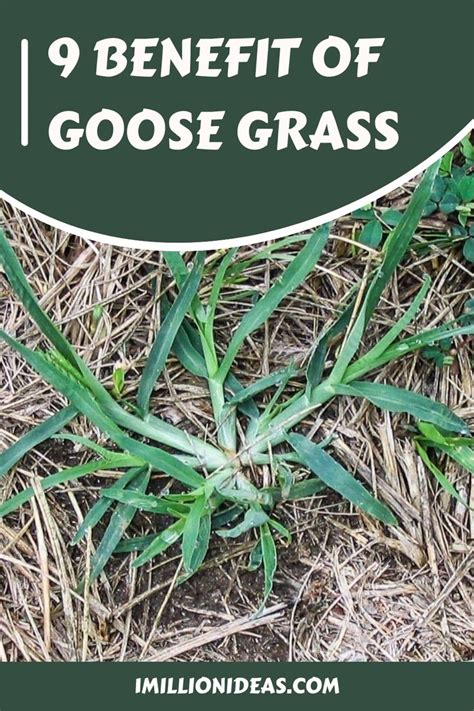 9 Benefit Of Goose Grass Health Benefits Of Goosegrass Medicinal