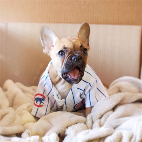 Watching The Cubs Game Like Scrolller