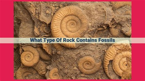 Fossils Unlocking The Secrets Of Ancient Life Through Sedimentary Treasures