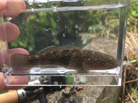 スズキ目ハゼ科・カワアナゴ科・ネズッポ科（14） ～釣りたいサカナは星の数ほど～