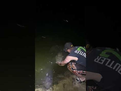 40 lb flathead eats giant green sunfish. - YouTube