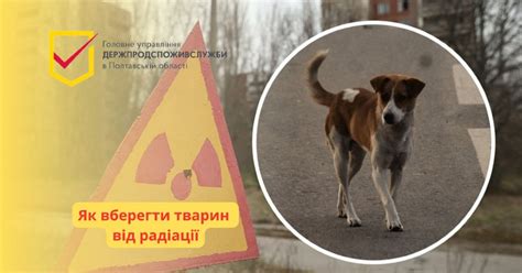 Держпродспоживслужба розповіла про захист тварин від радіації Полтавщина