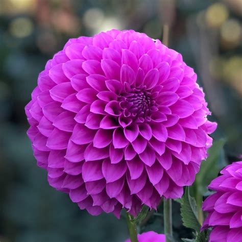 Allens Foxy Lady — Dahlias By Julie