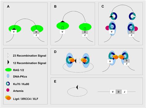 Vdj Recombination In Developing Lymphocytes Requires The Rag