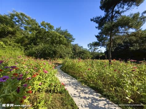 开满鲜花的小路摄影图 自然风景 自然景观 摄影图库 昵图网