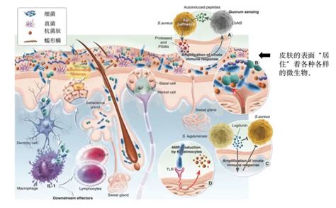 常驻在皮肤上的细菌或真菌有时会致病 杜一生 问题性皮肤修复