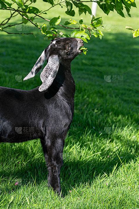 小山羊在低洼的树上吃树叶