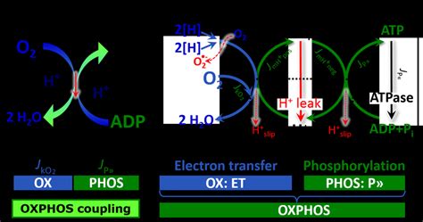 Coupling In Oxidative Phosphorylation Oxphos Download Scientific