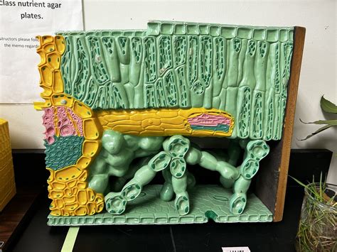 Leaf Model Diagram Quizlet