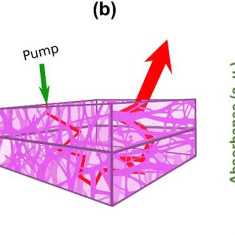 Schematic Diagrams Illustrate The Process Of Light Amplification