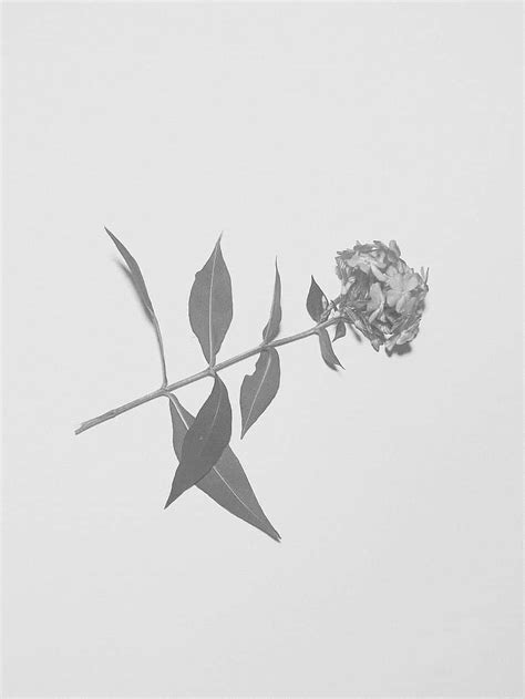 Download Monochrome Simplicity Flower Wallpaper