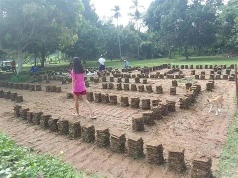Carabao Grass Frog Grass Bermuda Grass Atbp For Sale Furniture