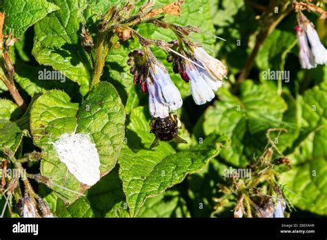 Una Hembra Peludo Patas Abeja Flor Anthophora Plumipes Alimentación De