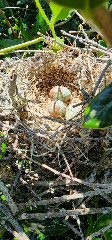 Bird Egg Identification Rorlando