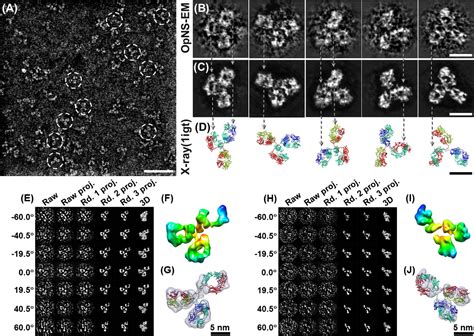 Optimized Negative Staining A High Throughput Protocol For Examining