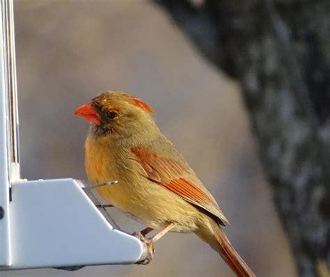Yellow Cardinal Feederwatch