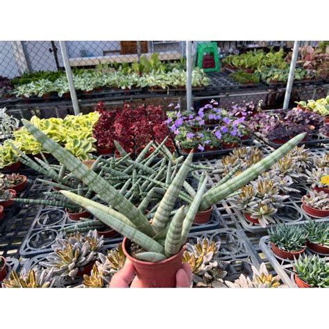 【多肉好好買】三寸盆 棒狀虎尾蘭 多肉植物 現貨 蝦皮購物