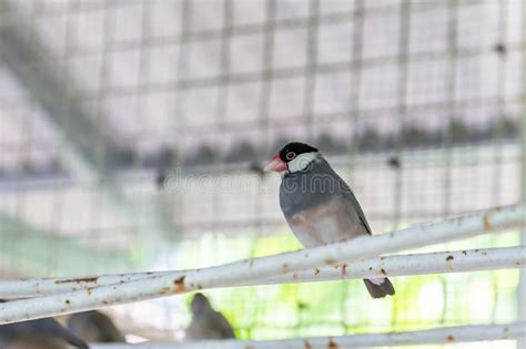 Java Sparrow Or Java Finch In A Cage Stock Image Image Of Branch Head 363560487