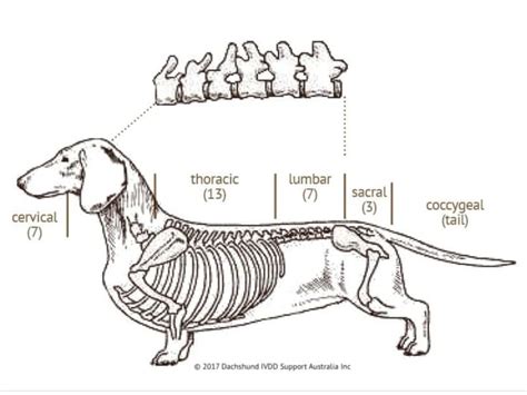 Dog Skeleton Diagram