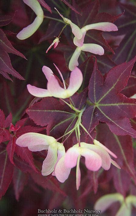 Acer Palmatum Ruby Stars Singing Tree Gardens Nursery
