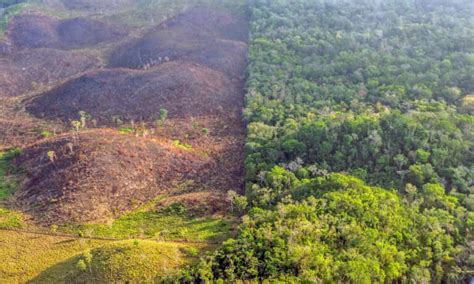Amazon Forest Deforestation Before And After