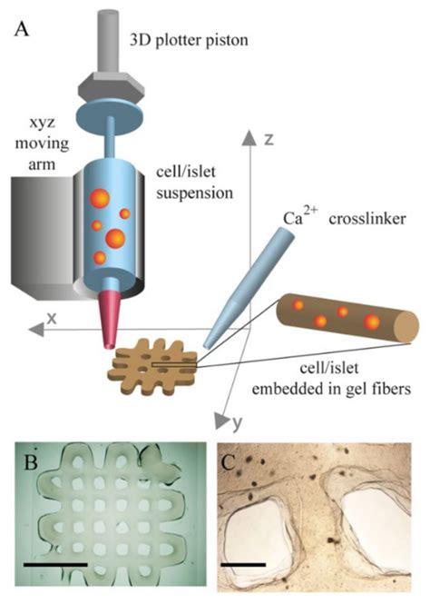 3d Bioprinting Scaffolds A 3d Printing Schematic B Download