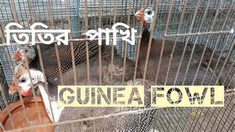 Guinea Fowl Hen Sounds Guinea Fowl তিতির পাখি Youtube