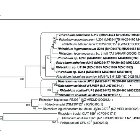 Maximum Likelihood Tree Inferred From Partial Sequences Alignments Of