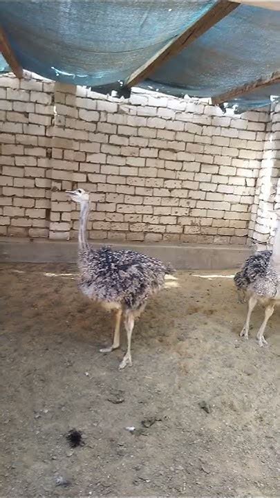 تربية النعام مزرعة نعام جادو Youtube