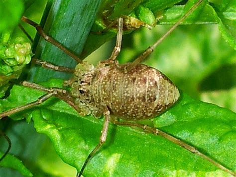 Rilaena Triangularis Naturespot