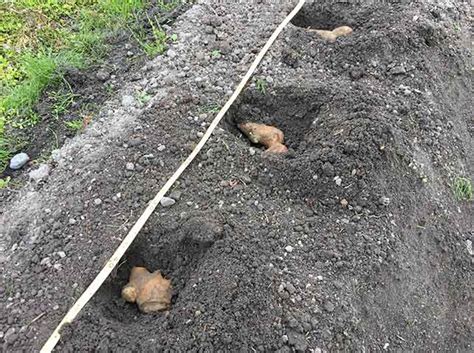 ショウガ（生姜）の栽培方法・育て方のコツ やまむファーム
