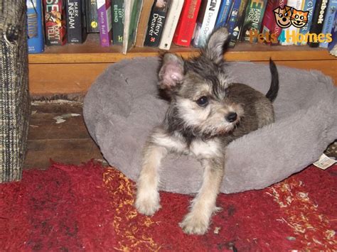 Chizer Chihuahua X Miniature Schnauzer Mix Temperament Puppies Pictures