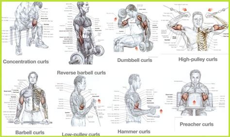 Biceps Workout Best Bicep Workout Best Biceps