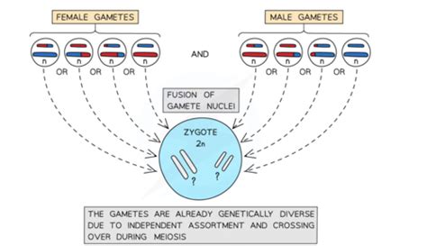 Inheritance And Evolution Flashcards Quizlet