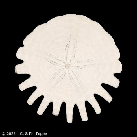Shells For Sale Shown By Species Rotulidae
